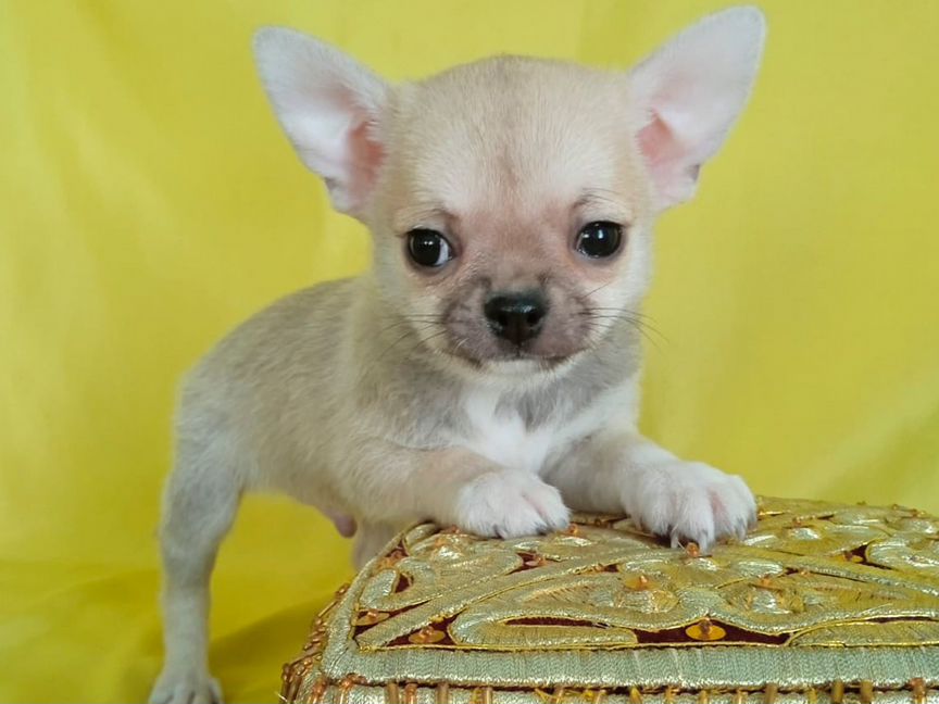 Чихуахуа щенок мальчик