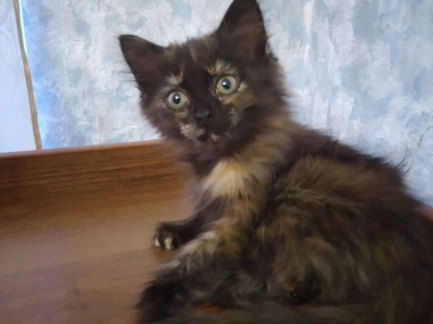 Киска в добрые руки