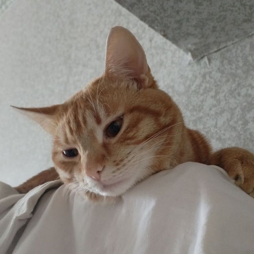 Взрослый кот в добрые руки