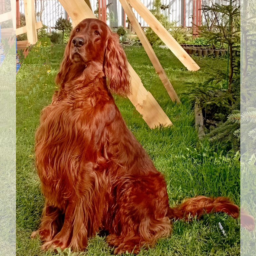 Ирландский сеттер, щенок