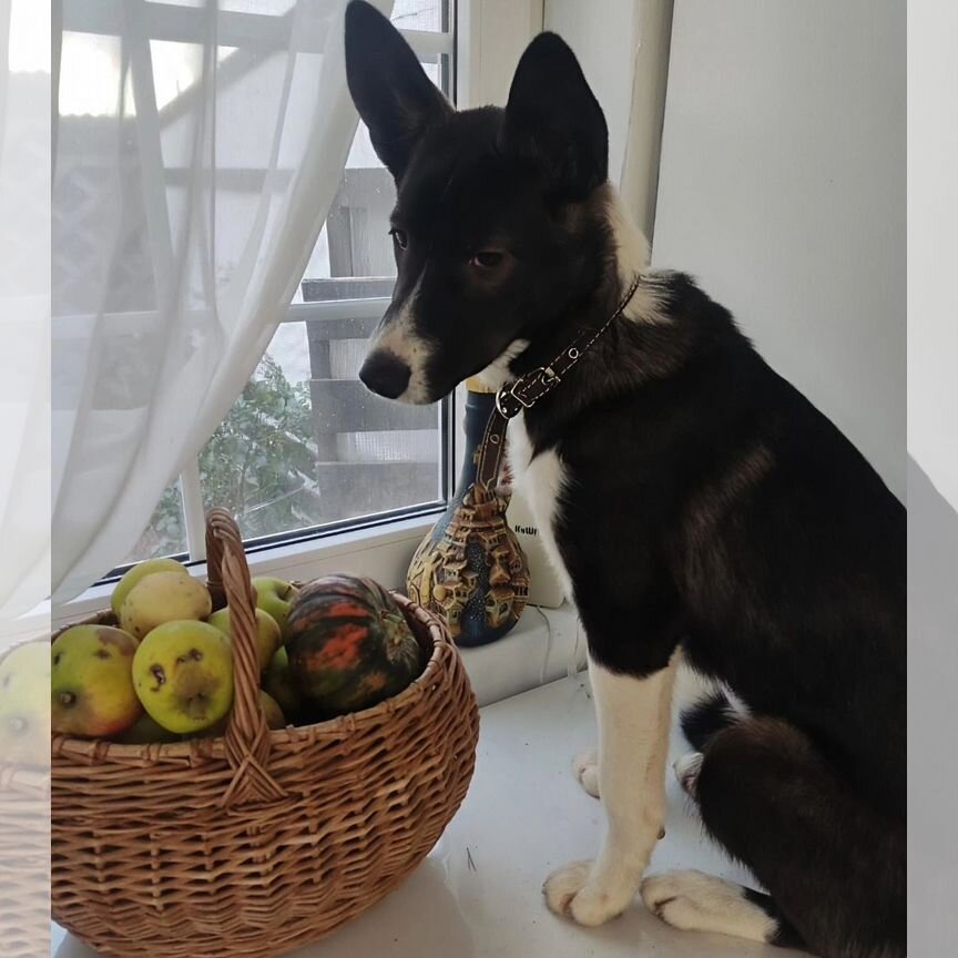 Щенок в добрые руки