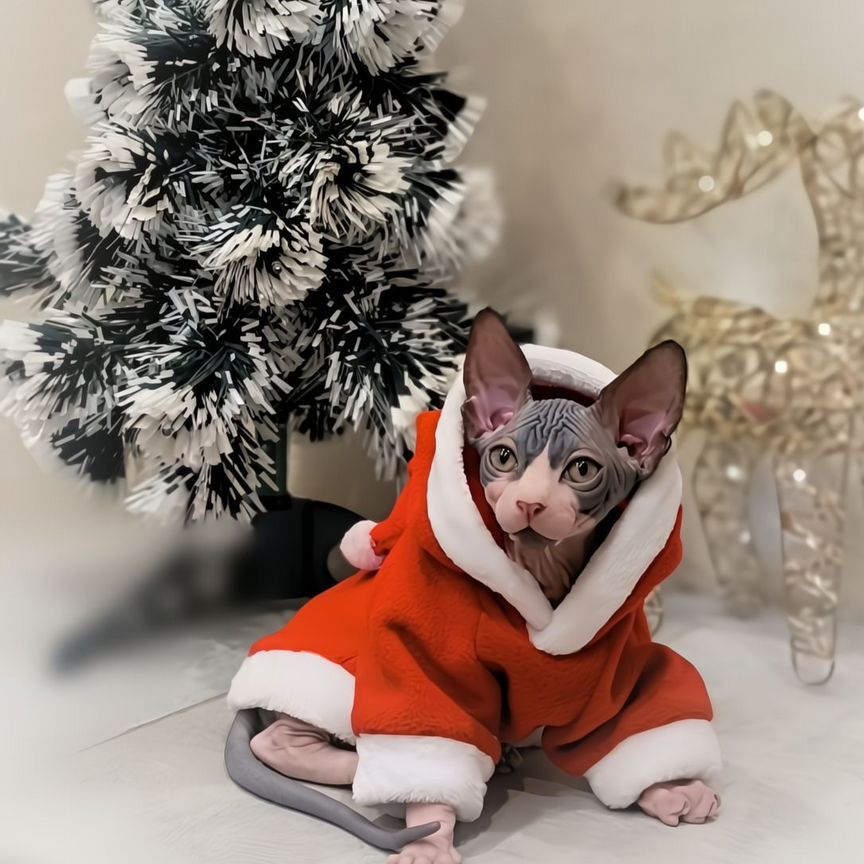 Канадский сфинкс котёнок