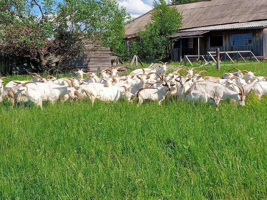 Продажа кози сена договорной