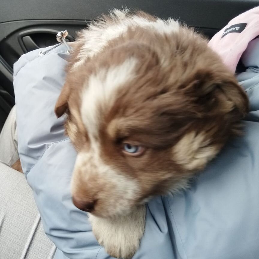 Щенок хаски