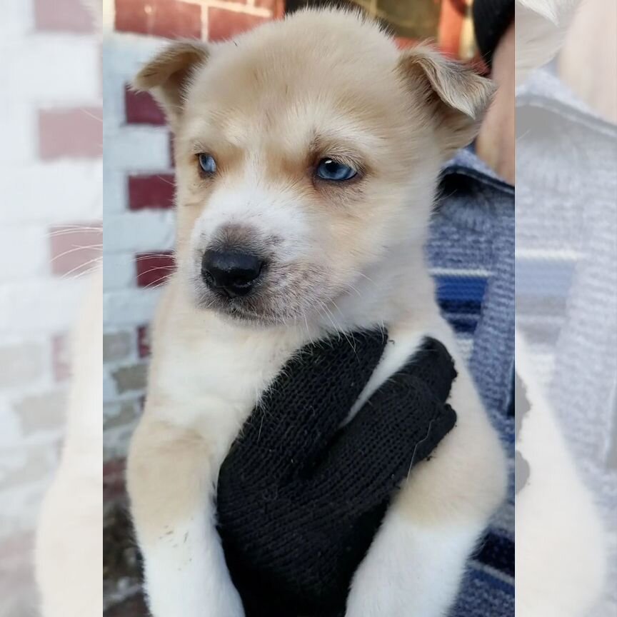 Щенок в добрые руки