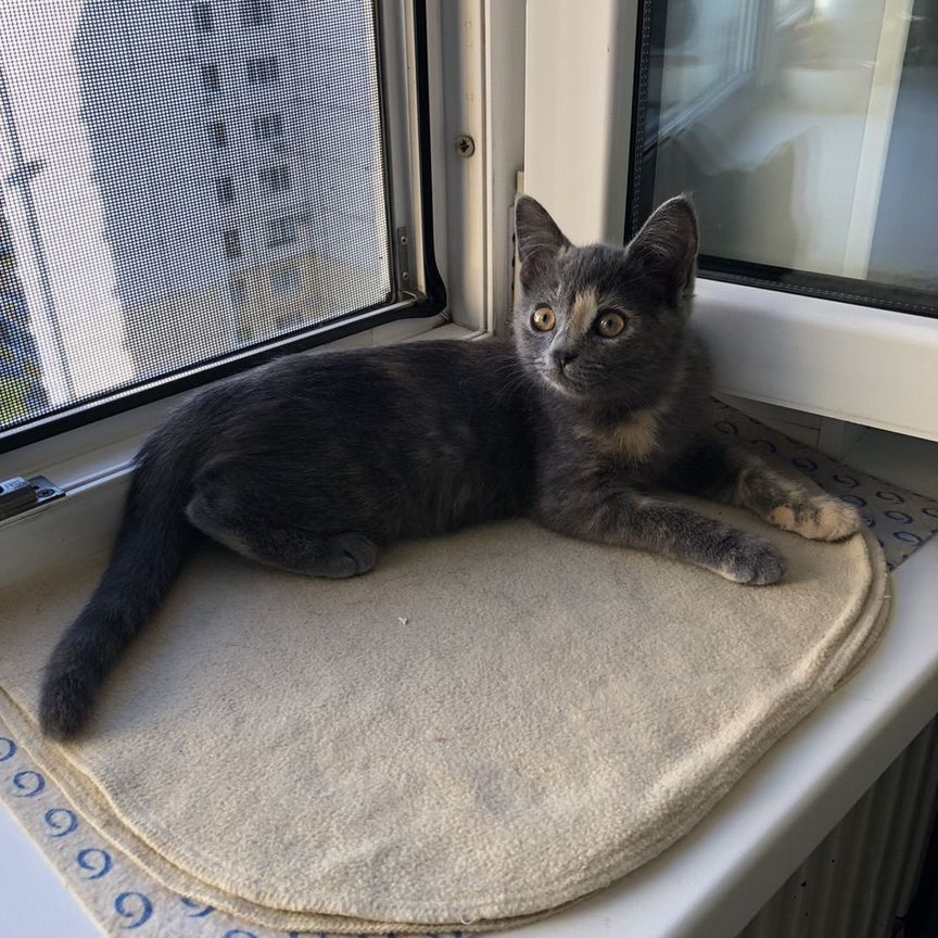 Голубой котенок ищет дом