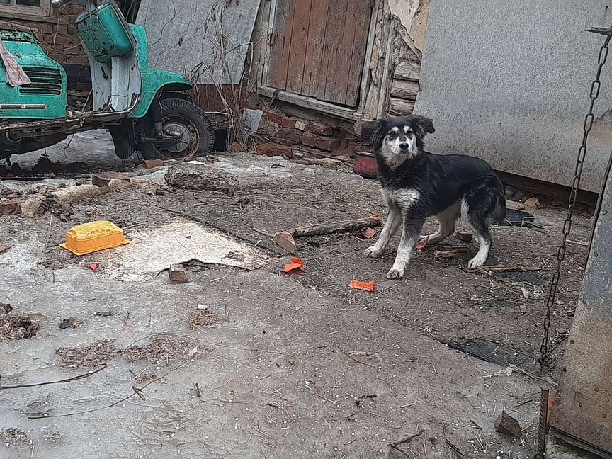 Отдам щенка в хорошие руки от метиса корги