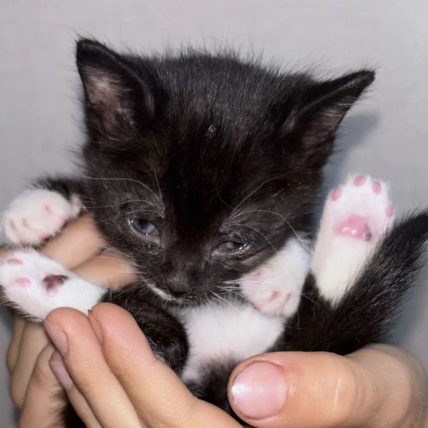 Котёнок в добрые руки