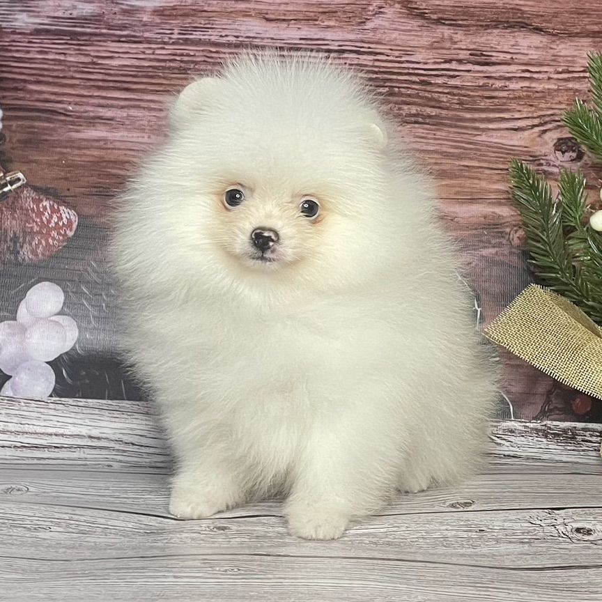 Померанский шпиц, щенок