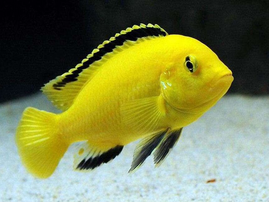 Аквариумные рыбки