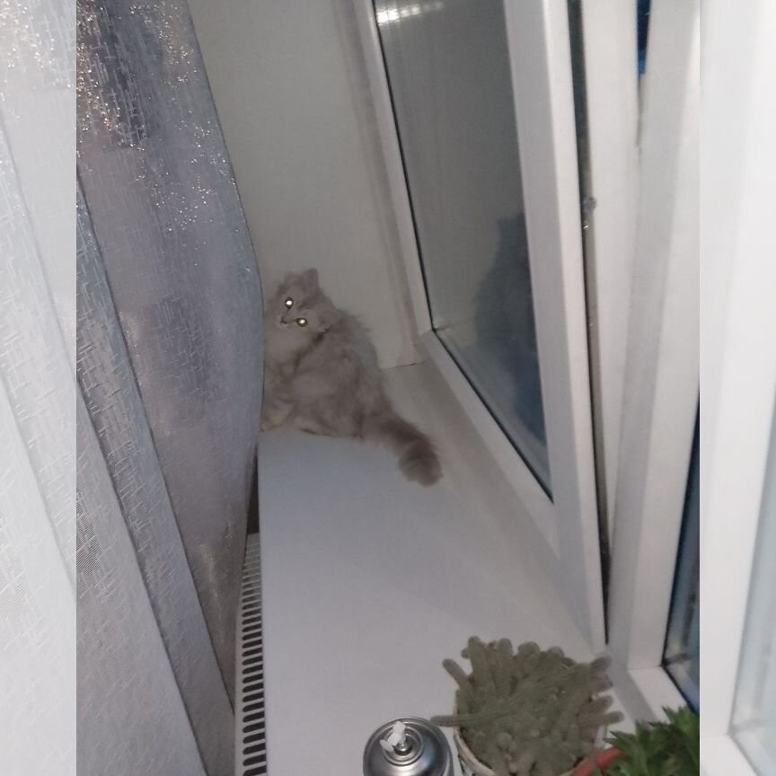 Отдам бесплатно котик