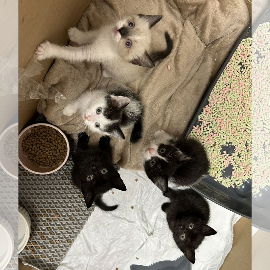 Сиамский котёнок