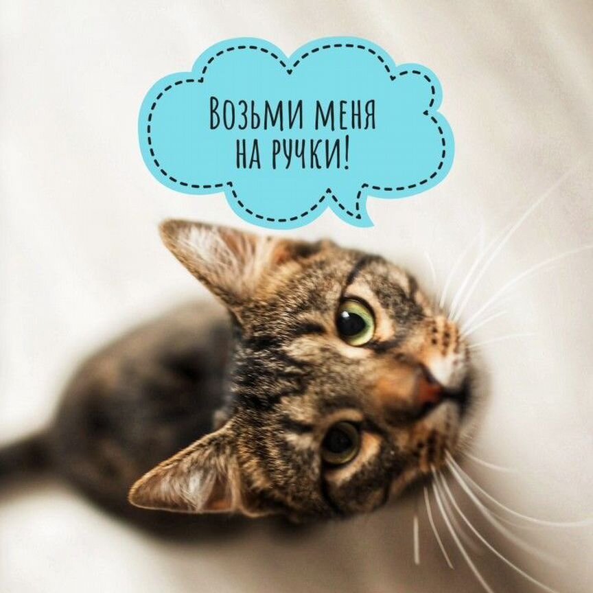 Котик Ластик из Курска