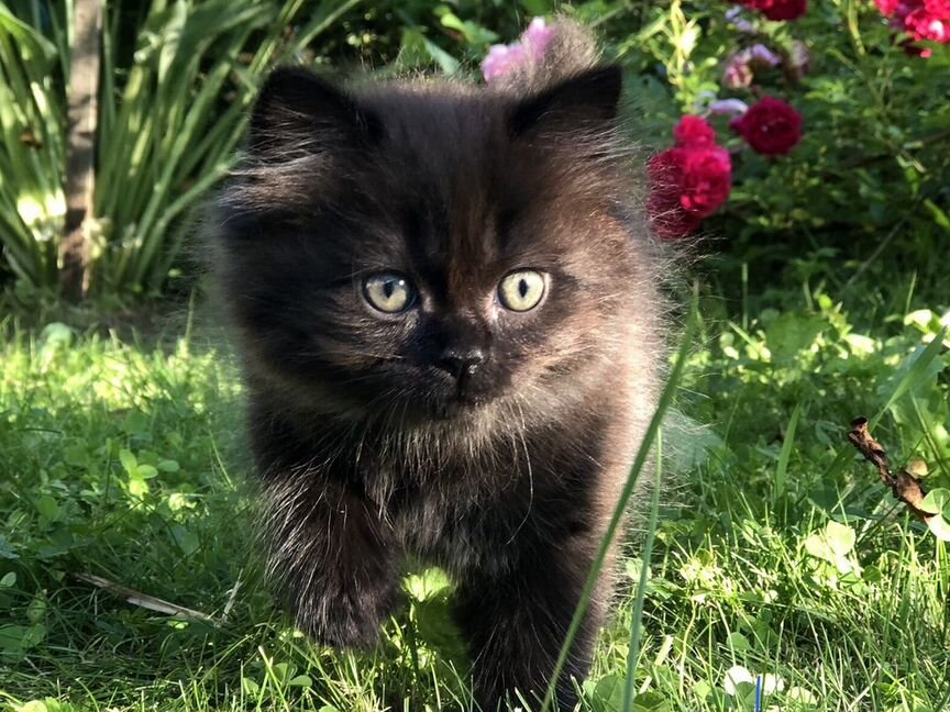 Шотландский котенок