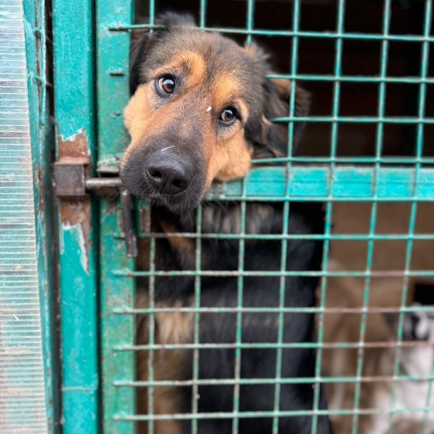 Молодой пёс Лепс грустит в приюте