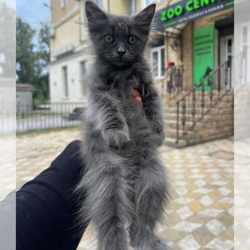 Котянок Нибелунг