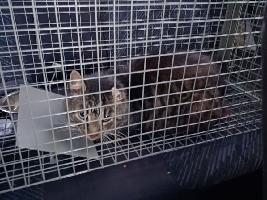 Котик в плохом состоянии