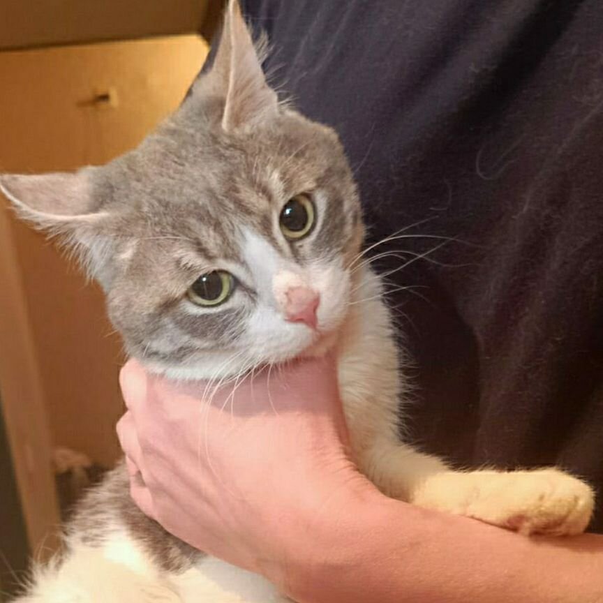 Молодого котика отправляют на улицу