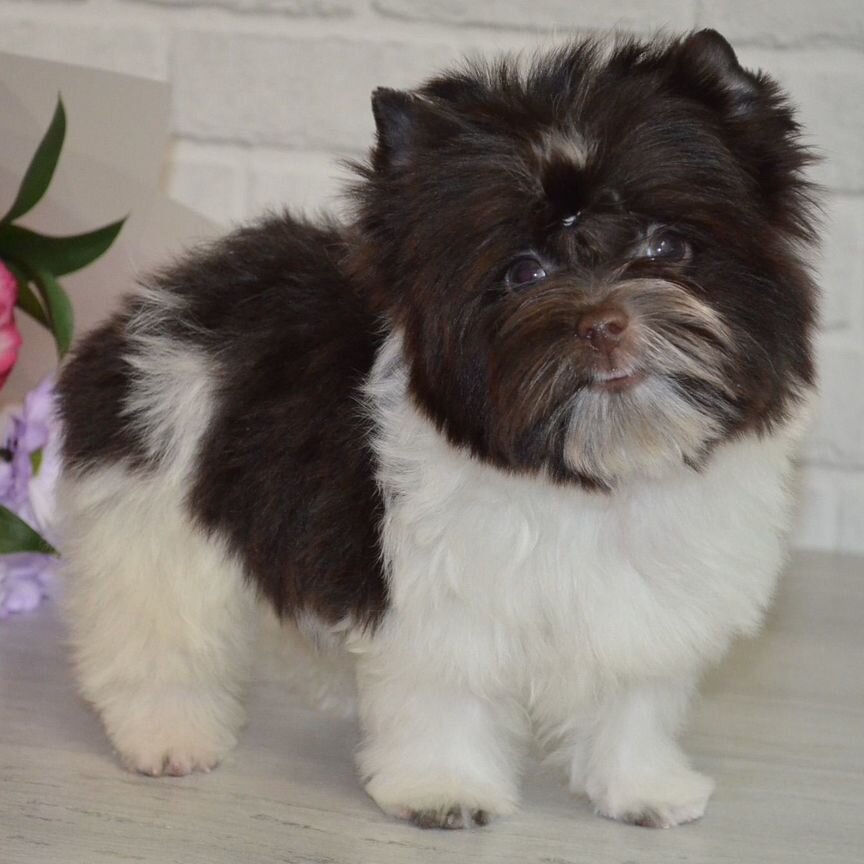 Йоркширский терьер, щенок