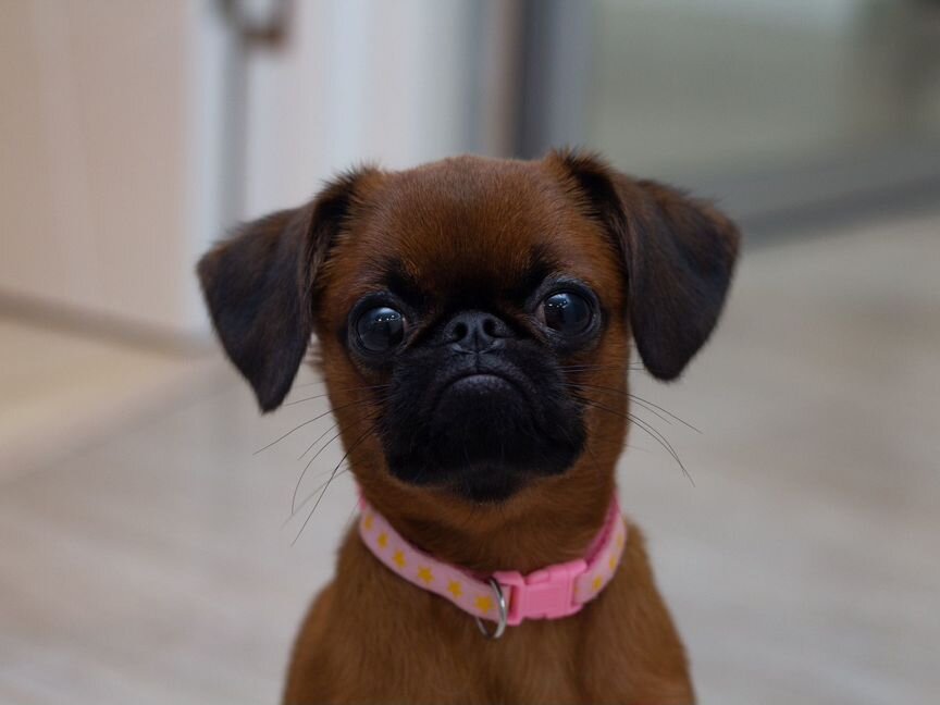 Щенки пти брабансона