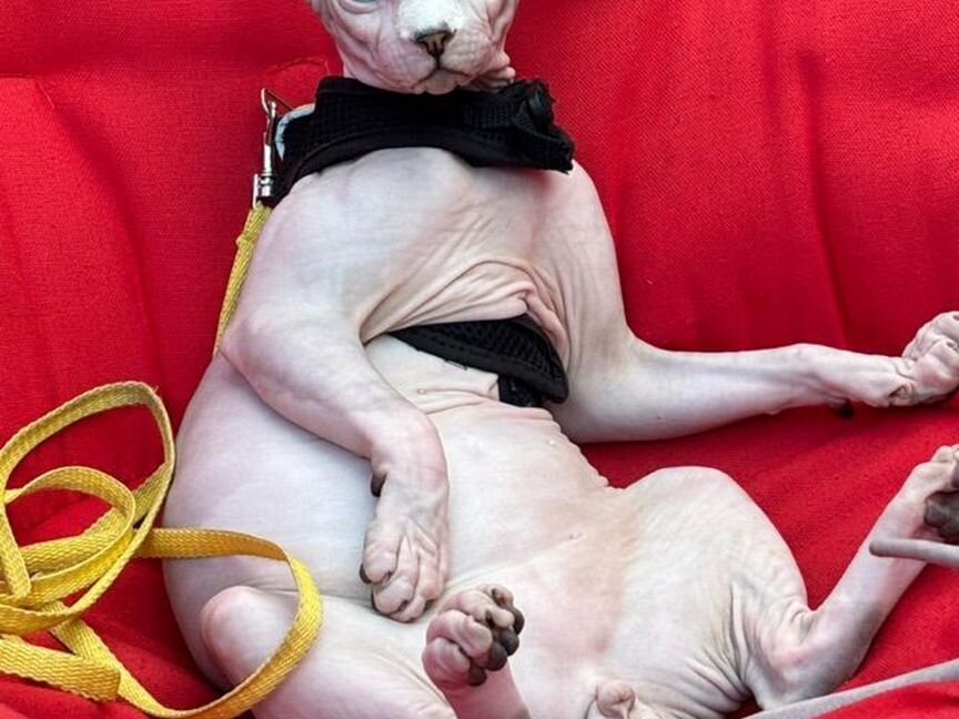 Кот на вязку сфинкс
