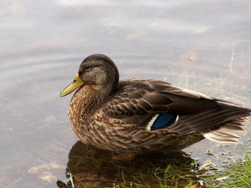 Подсадные утки