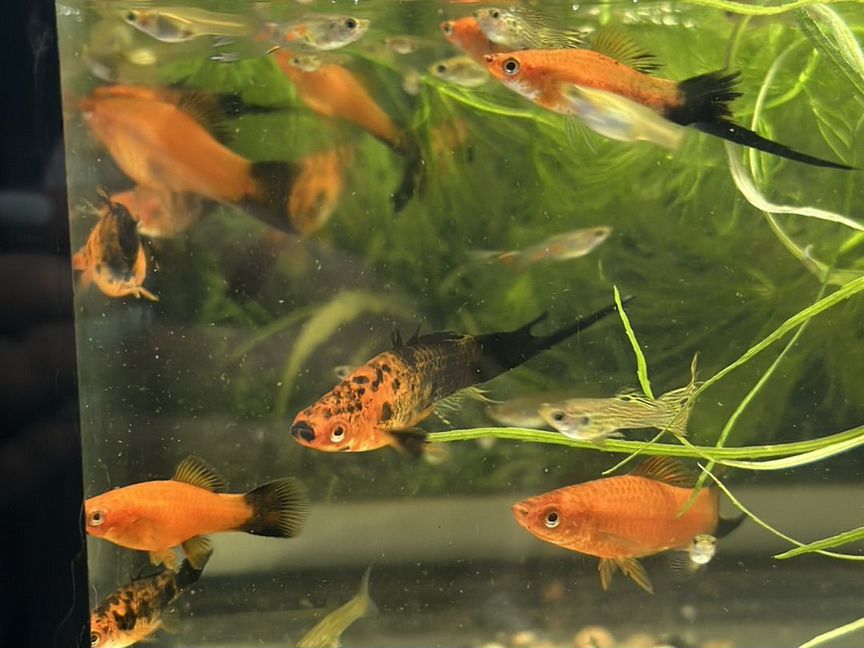 Гуппи меченосцы