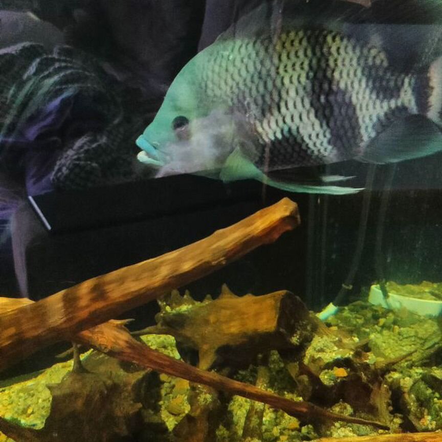 Теляпия цихлида