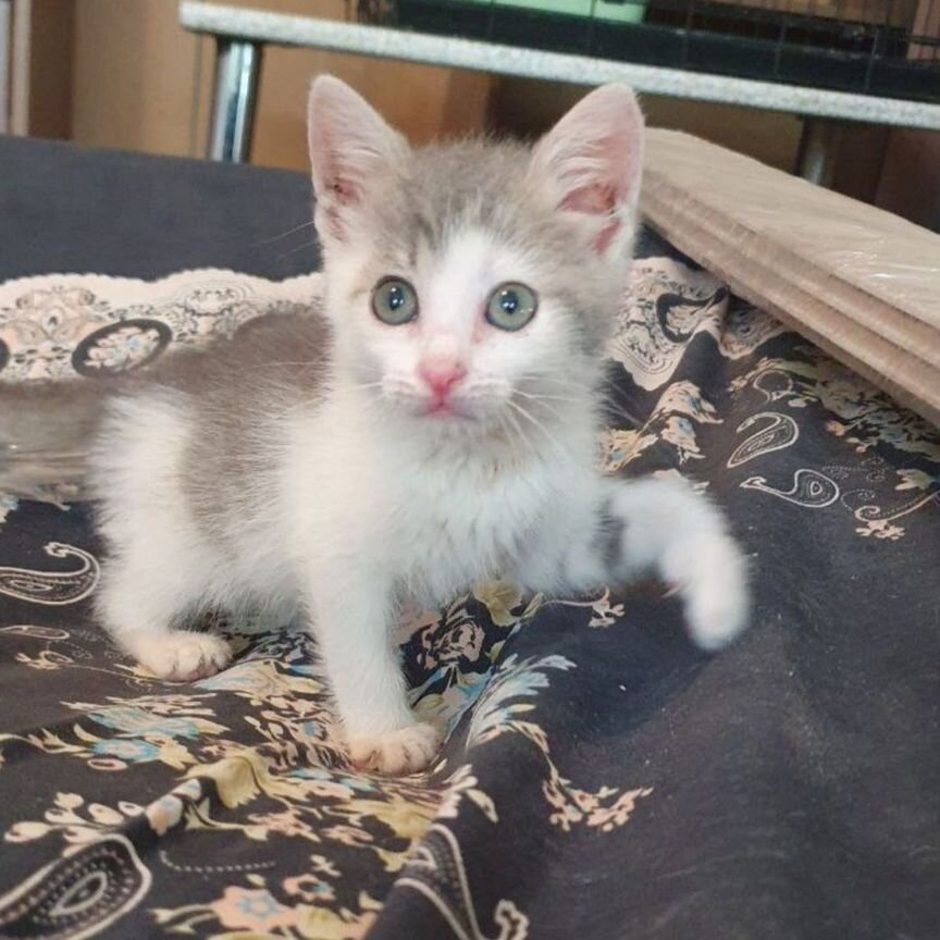 Котёнок девочка в добрые руки