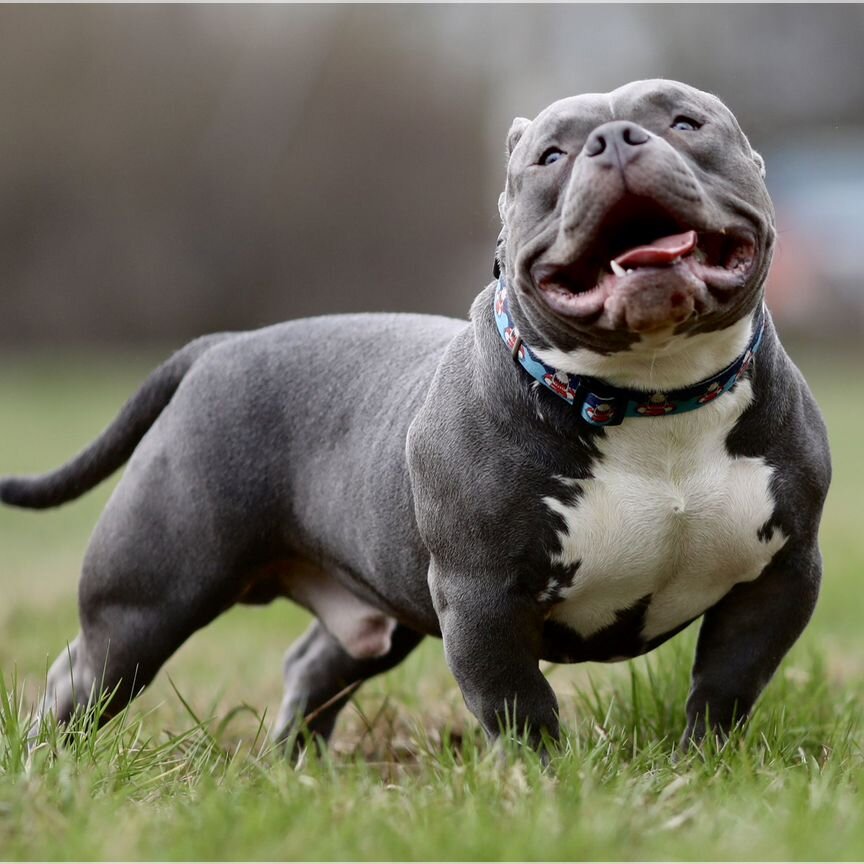 Американский булли, щенок