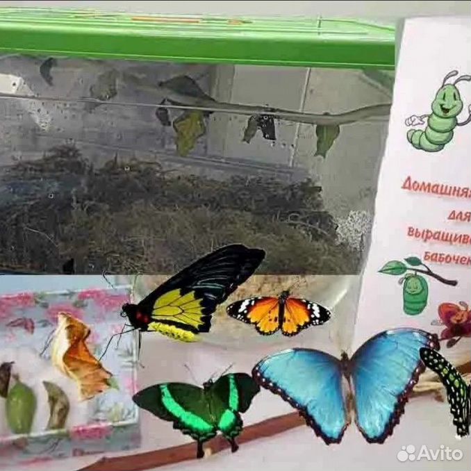 Детская Миниферма Живых Тропических Бабочек д/ф-2