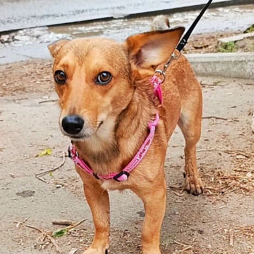 Фоксик 5кг, 1 год