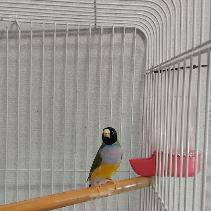 Амадины Гульда