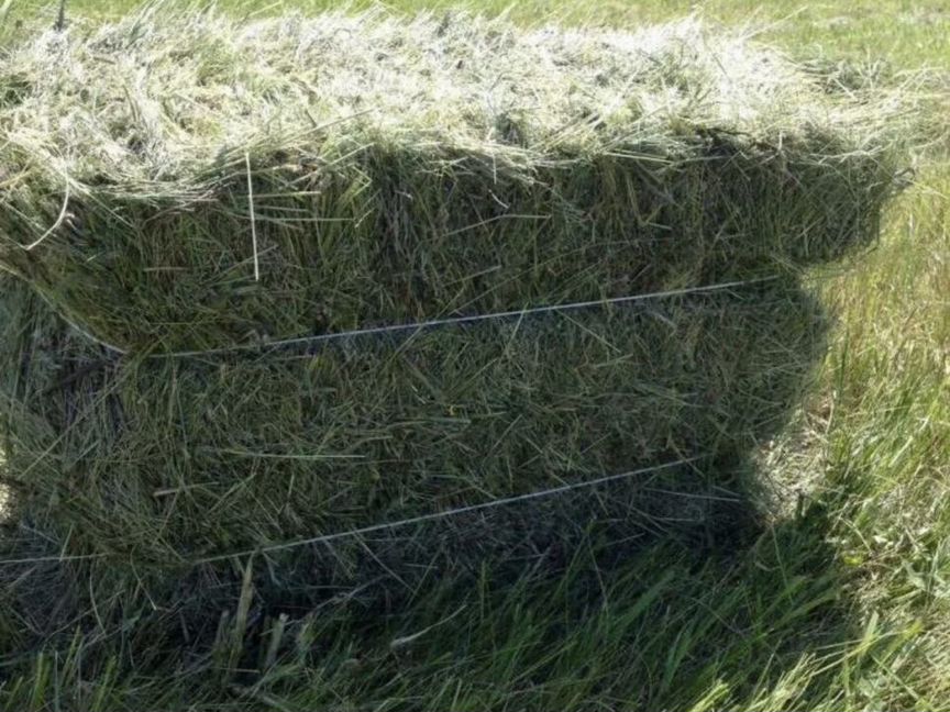 Продам сено в кипах