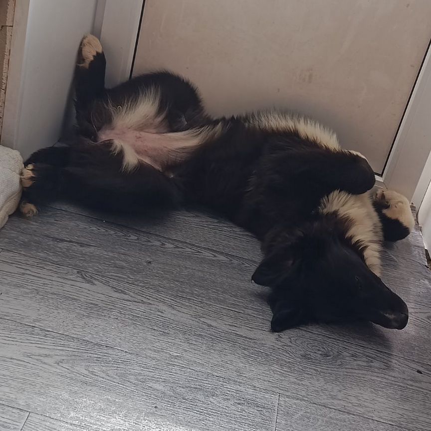 Лайка, щенок