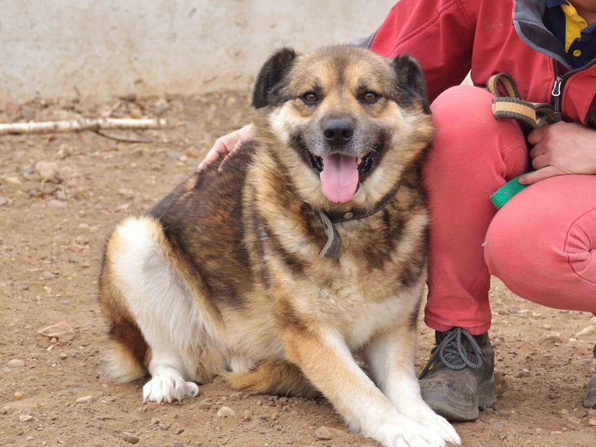 Обаятельный Шарик