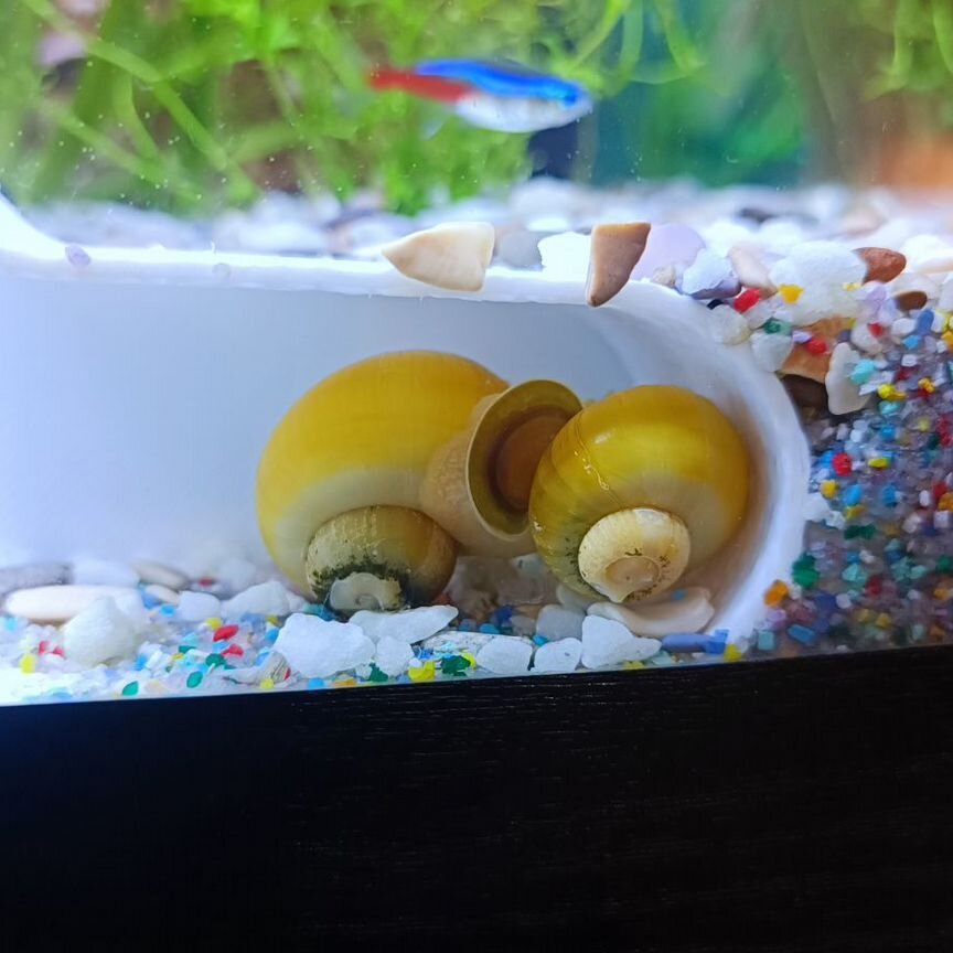 Улитки ампулярии