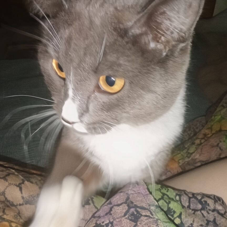 Взрослая, кошка в добрые руки