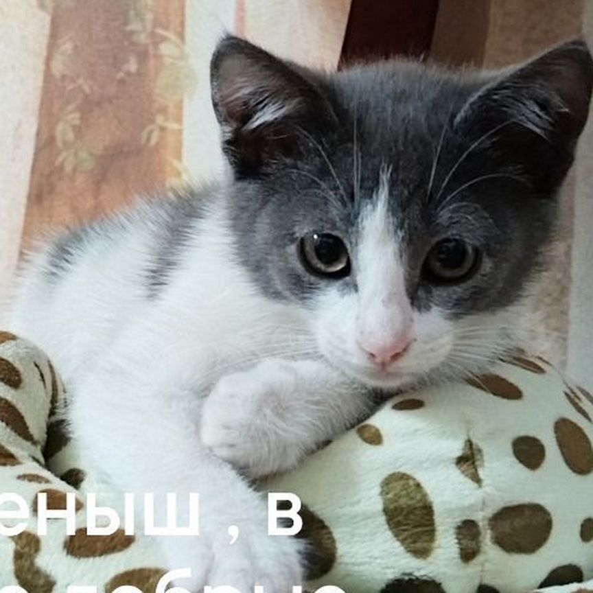 Котята в добрые руки