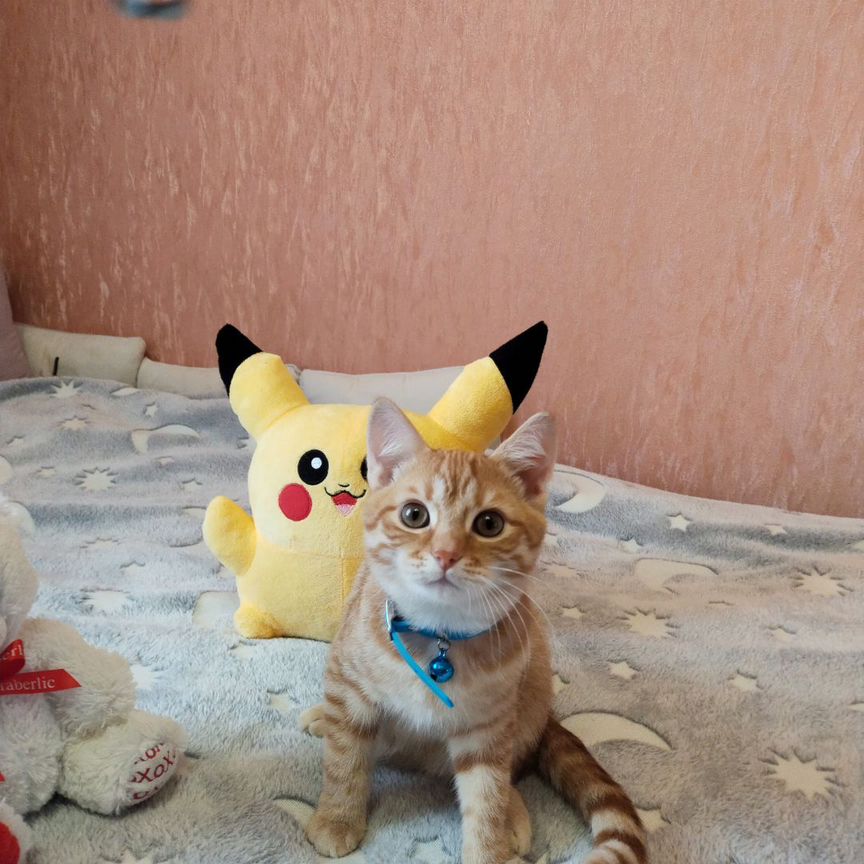 Солнечный котенок