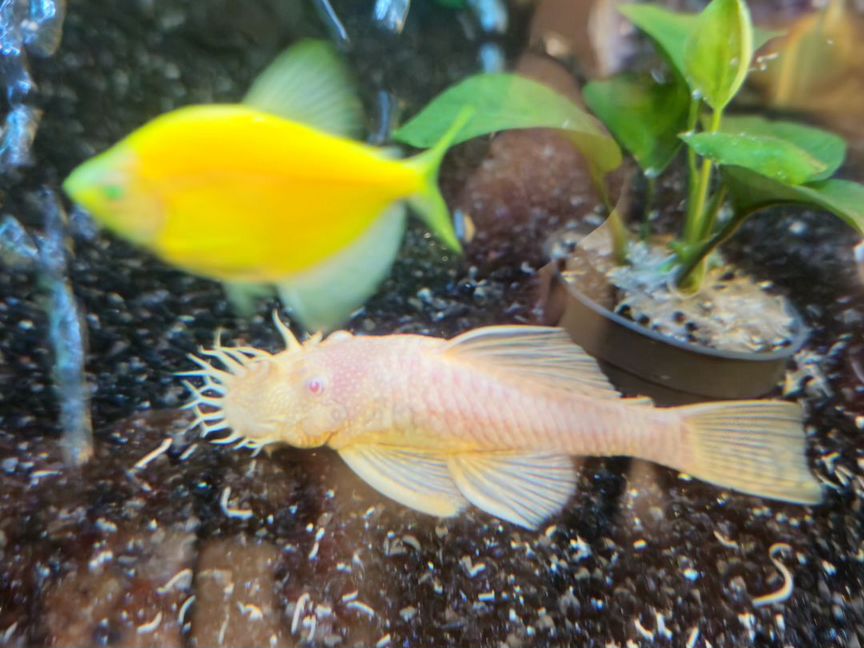 Аквариумные сомы