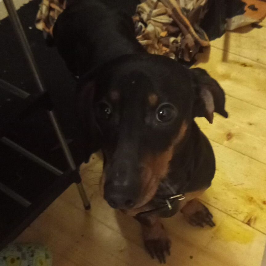 Такса, щенок