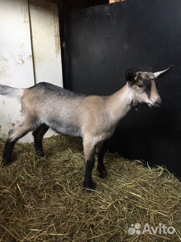 Коза альпийская