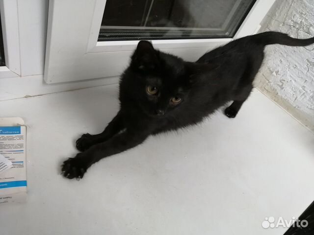 Котенок