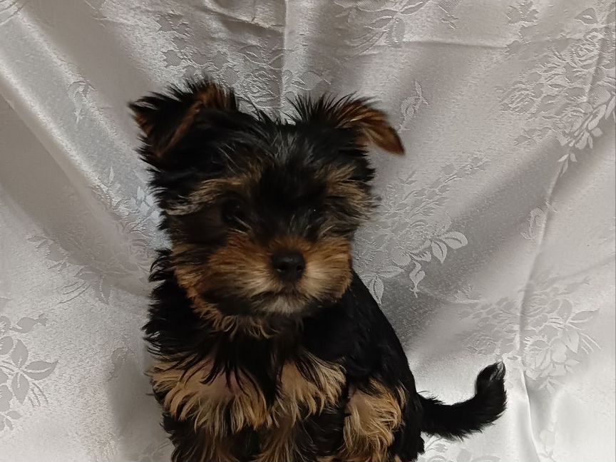 Йоркширский терьер щенки