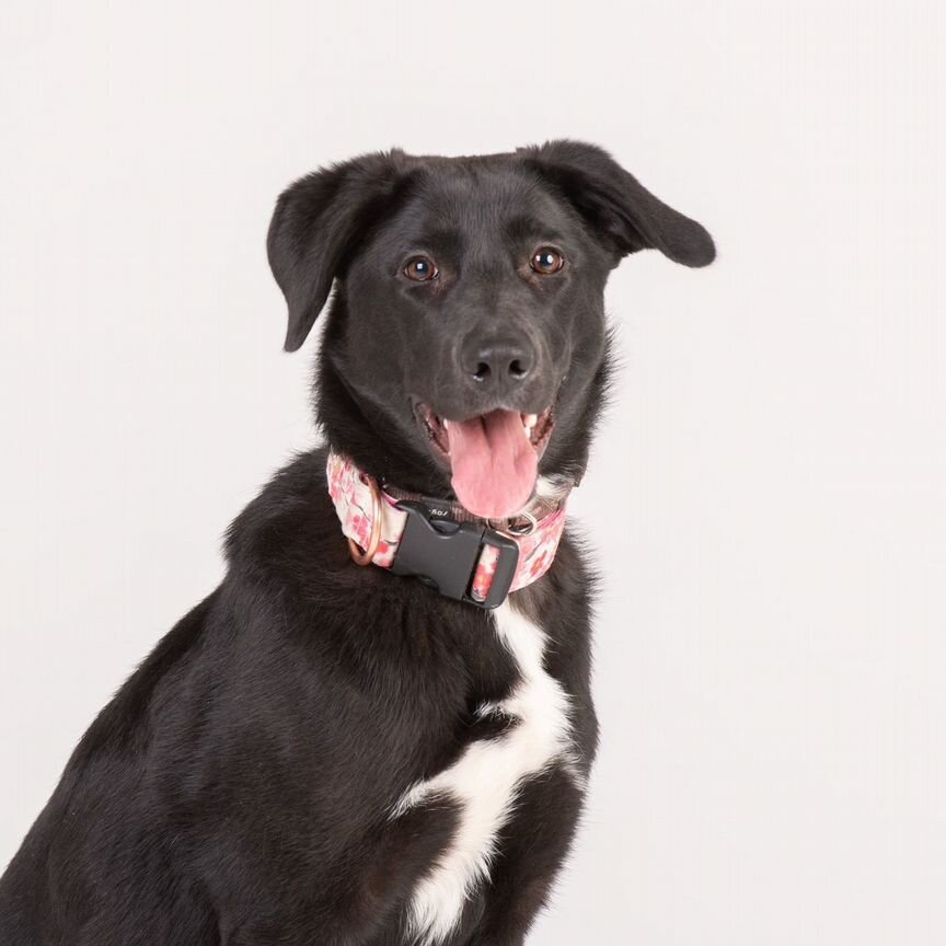 Щенок в квартиру