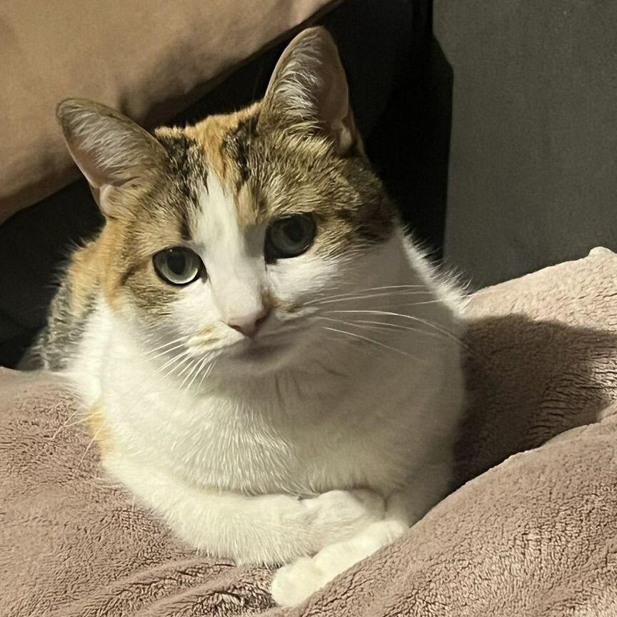 Взрослая кошка в добрые руки