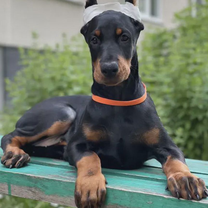 Доберман, щенок