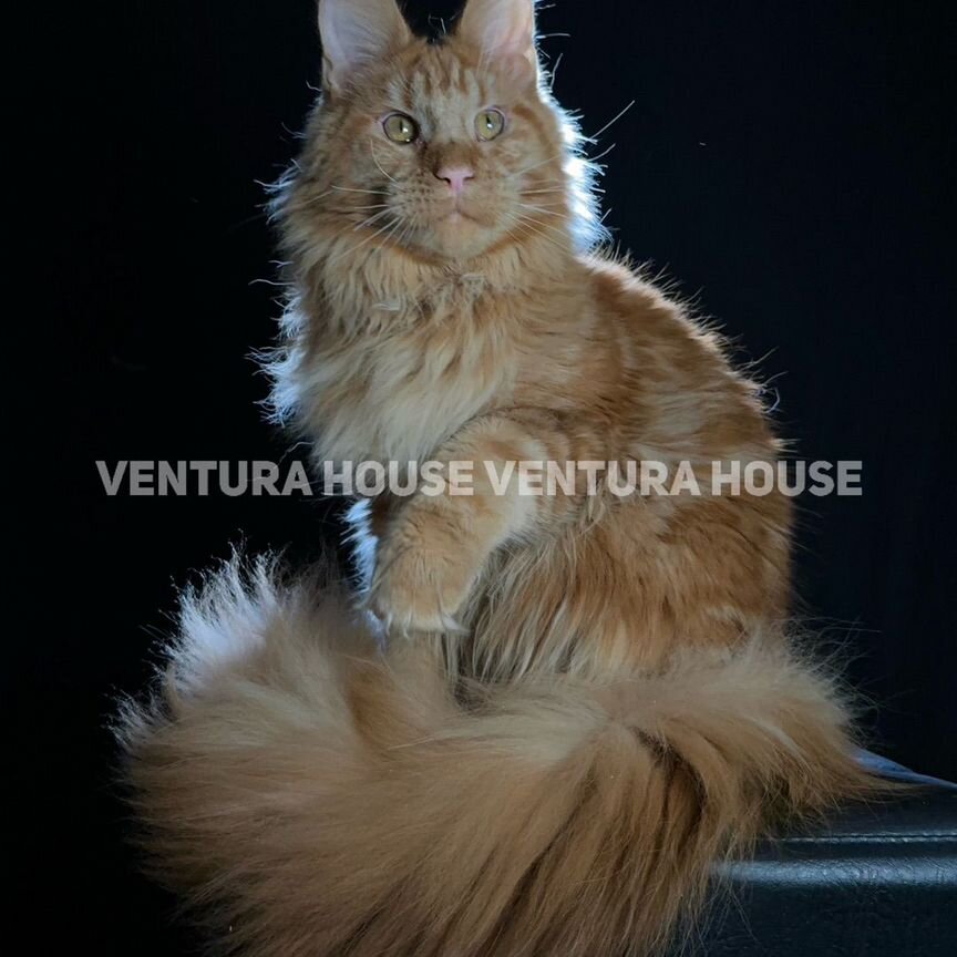 Константин Ventura House