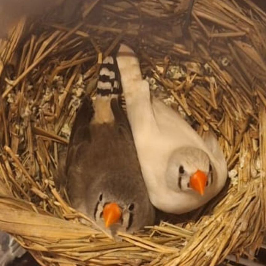 Птицы амадины